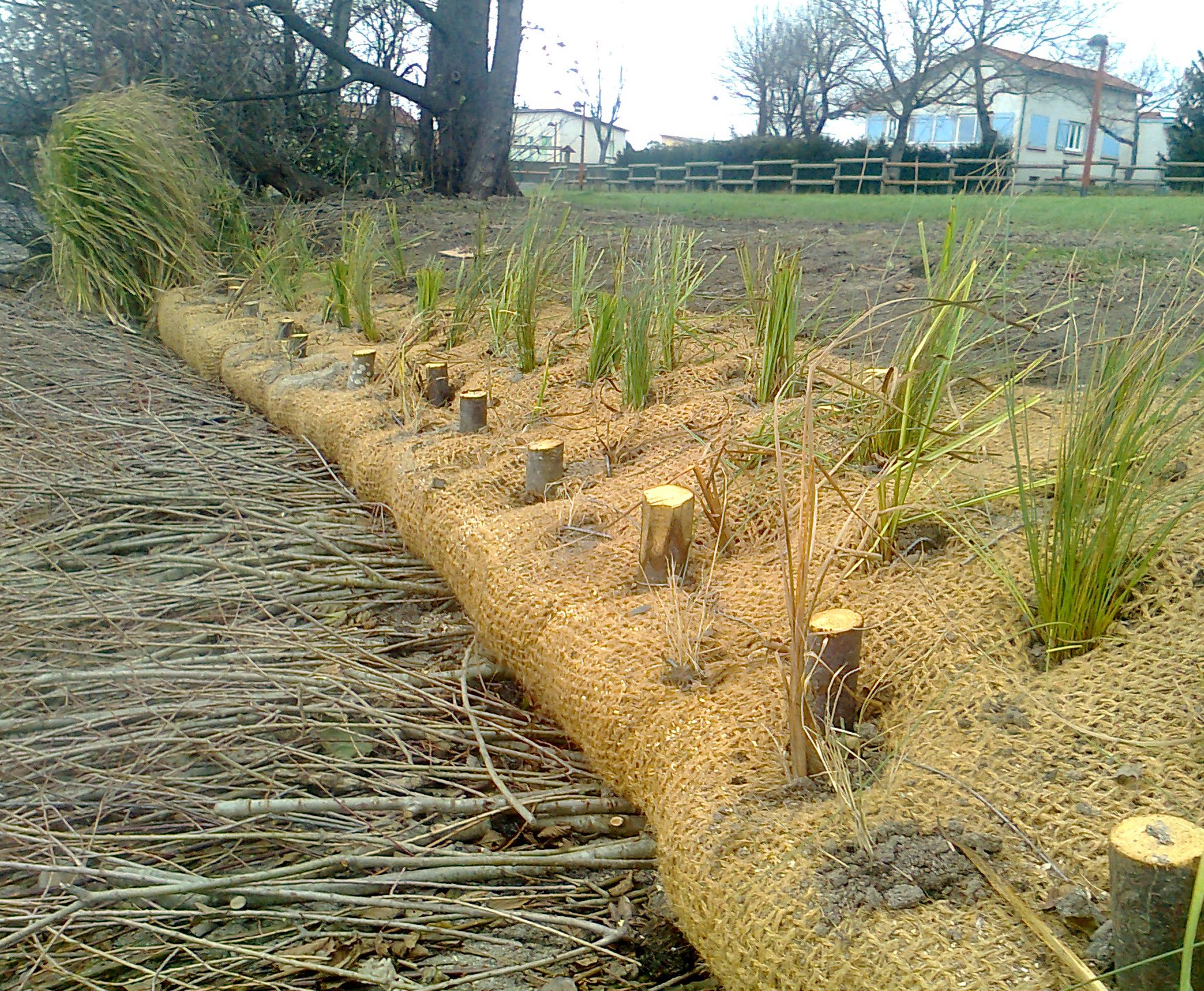Fascine d'hélophytes - OASURE